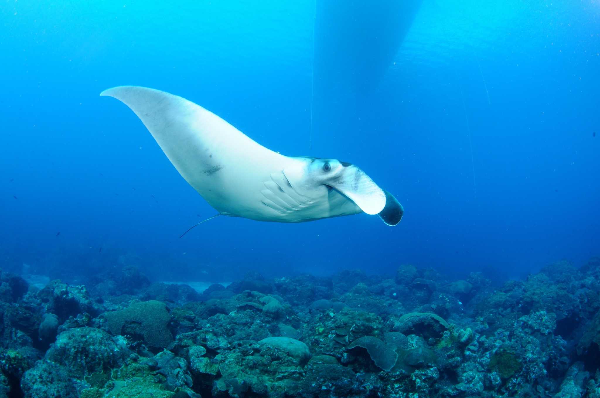 Large population of young manta rays found at Flower Garden Banks