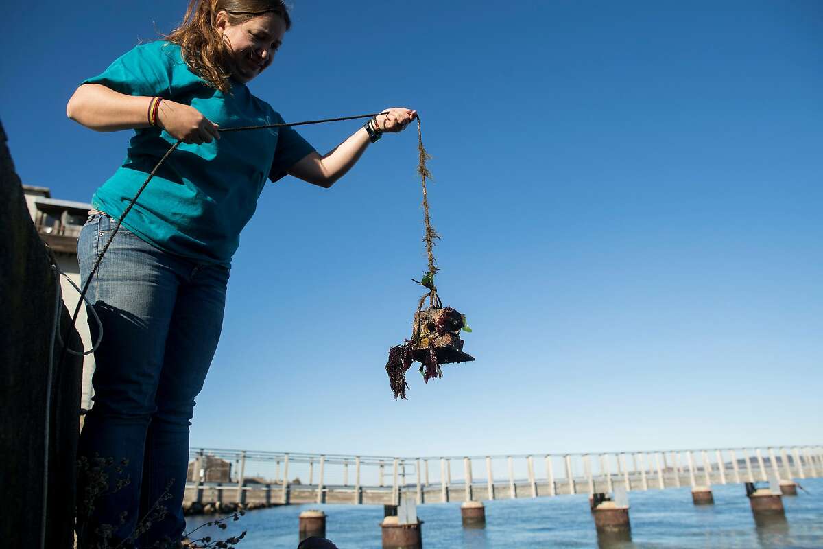 Rainy winters reduce invasive species in SF Bay’s marine life, research ...