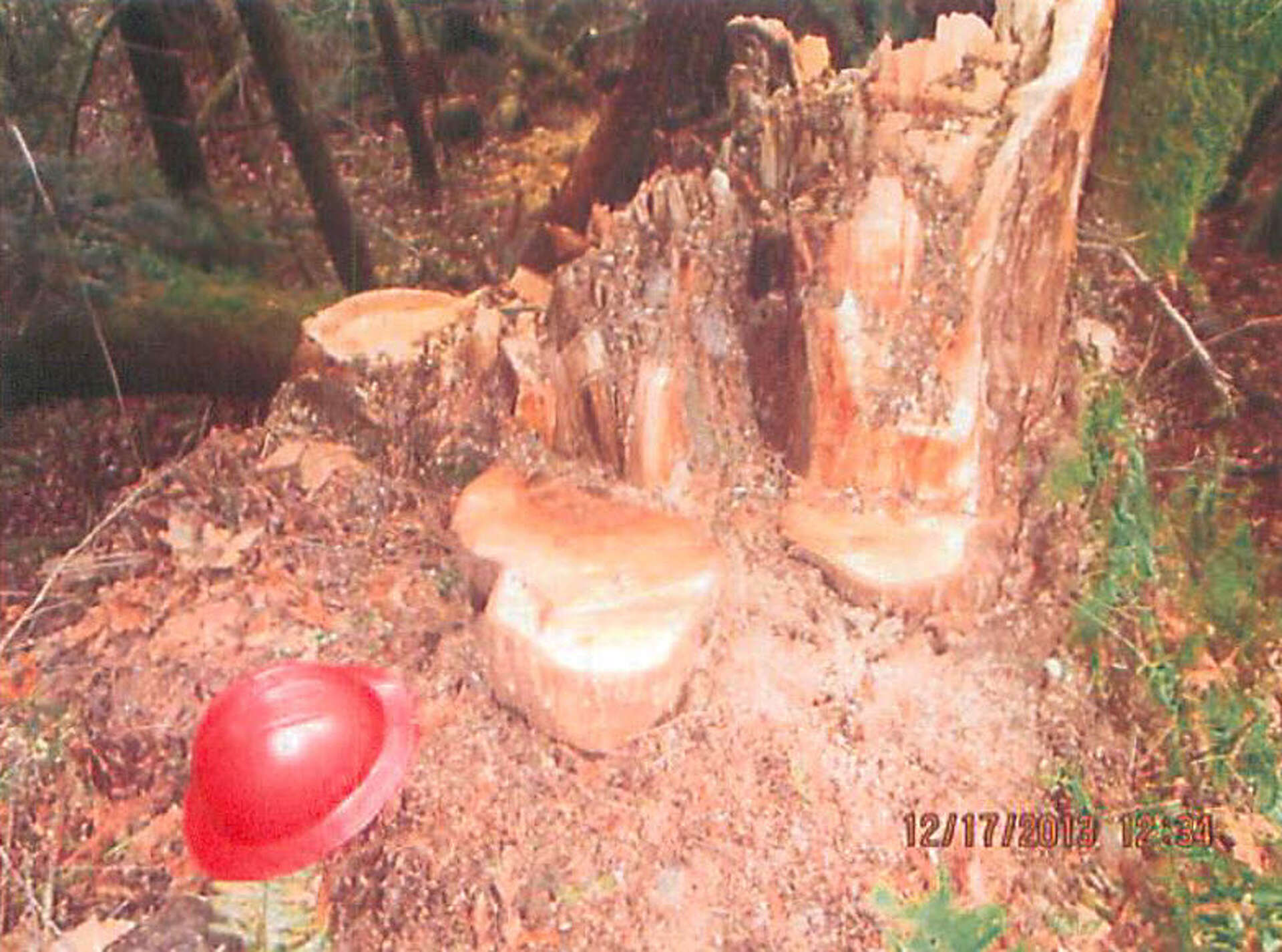 Olympic Peninsula ‘tonewood’ thief: I poached wood to survive