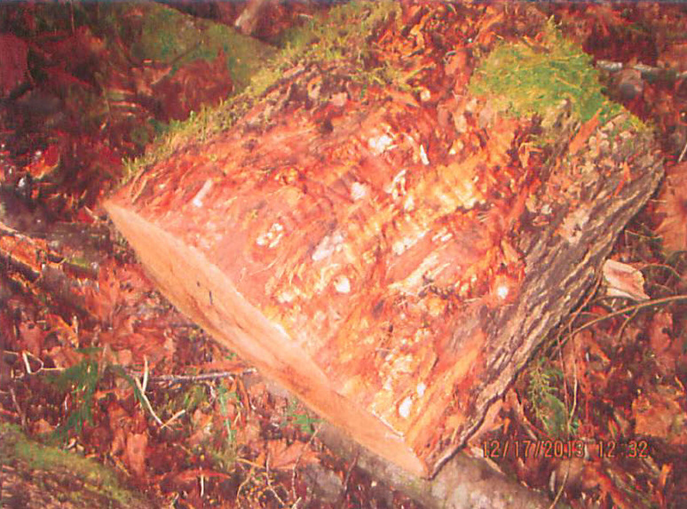 Olympic Peninsula ‘tonewood’ thief: I poached wood to survive