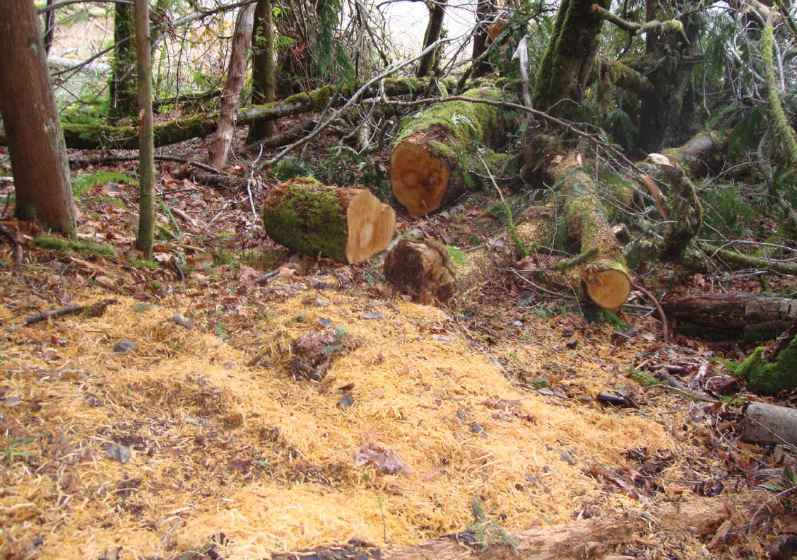 Olympic Peninsula ‘tonewood’ thief: I poached wood to survive