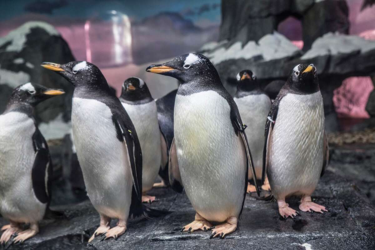 Museum opens penguin exhibit
