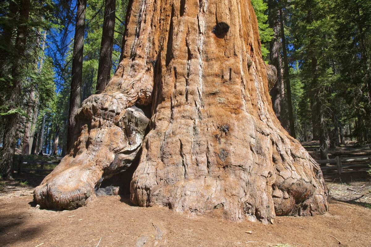 Sequoia, Kings Canyon to erase Robert E. Lee's name from trees