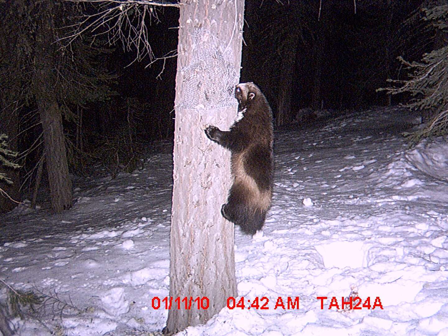 Shock, excitement as second wolverine in 101 years seen in California