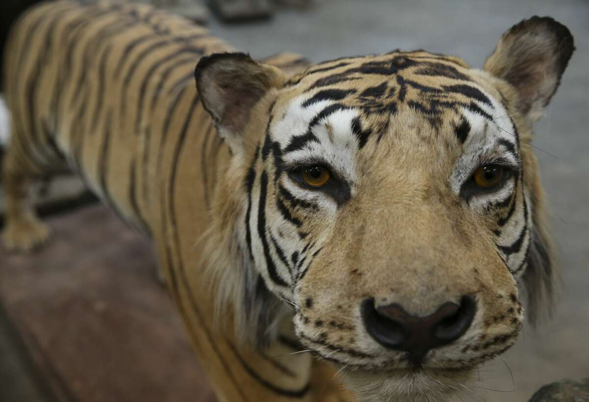 Giant taxidermy auction coming to Houston this weekend features nearly ...