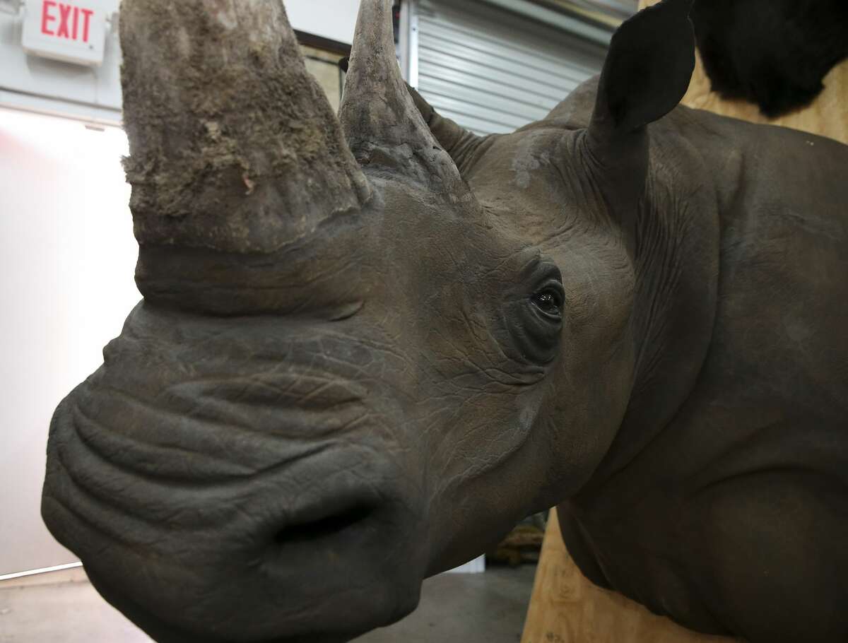 Giant taxidermy auction coming to Houston this weekend features nearly ...