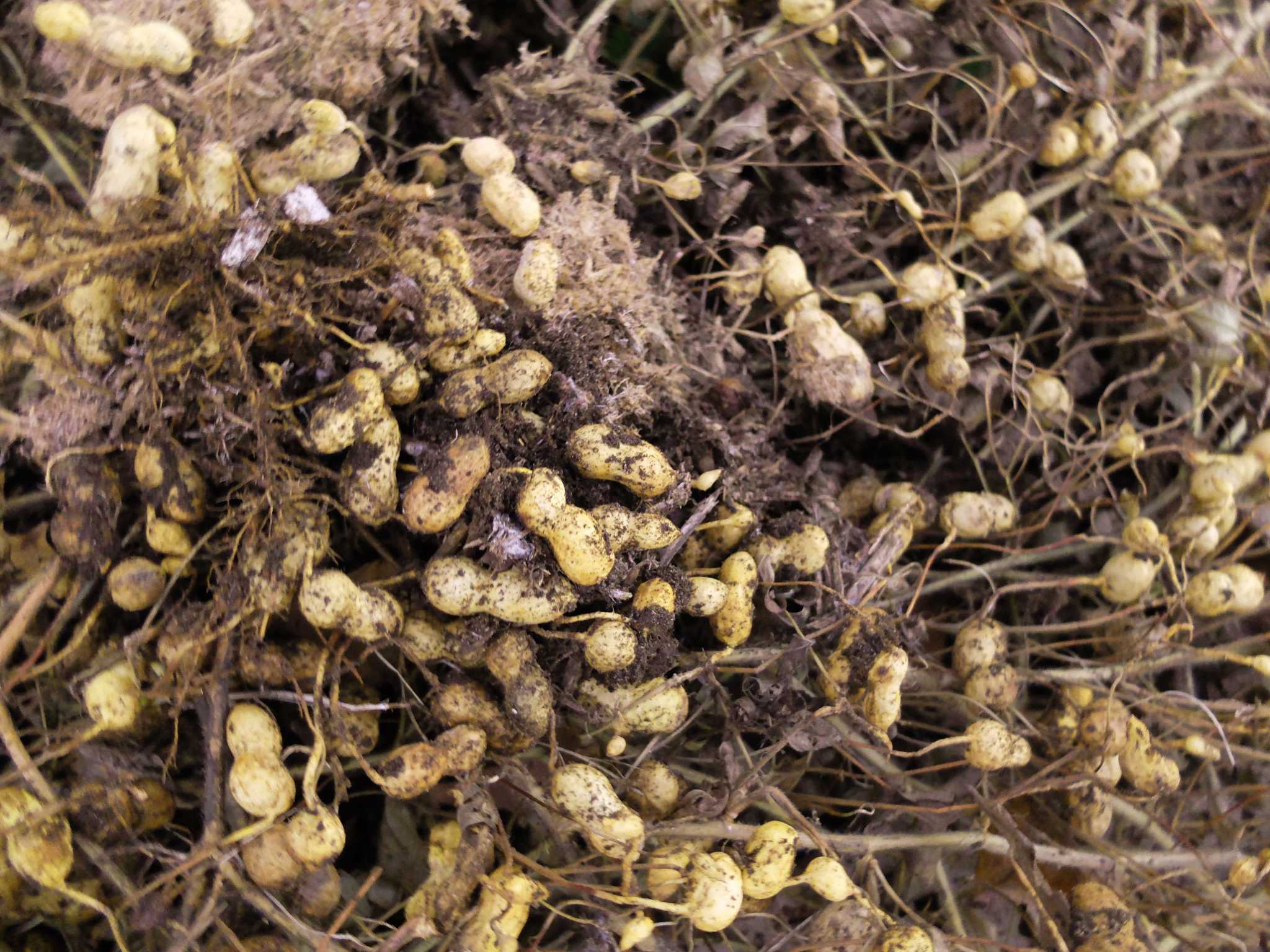 peanuts growing underground