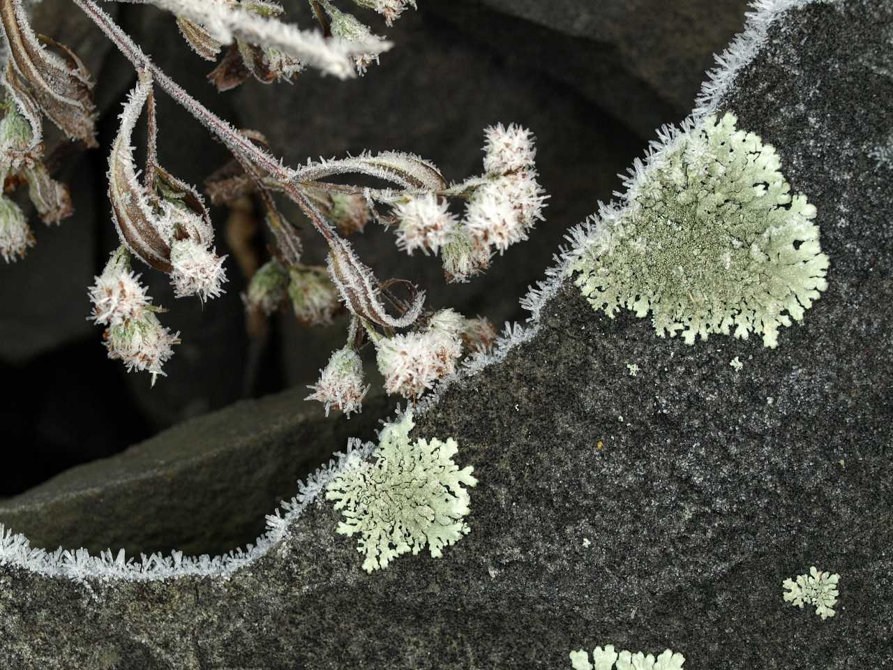 Killing frost hits Capital Region and snow is on horizon