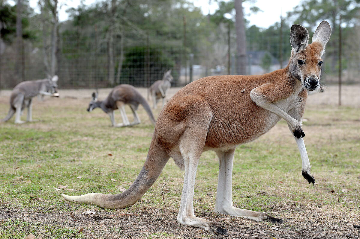 Lumberton man has been raising kangaroos for 20-plus years