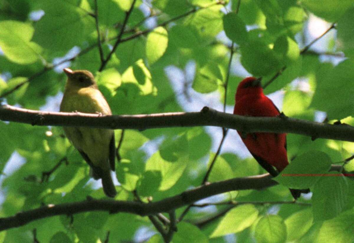 Male scarlet tanagers save finery for Northern audience