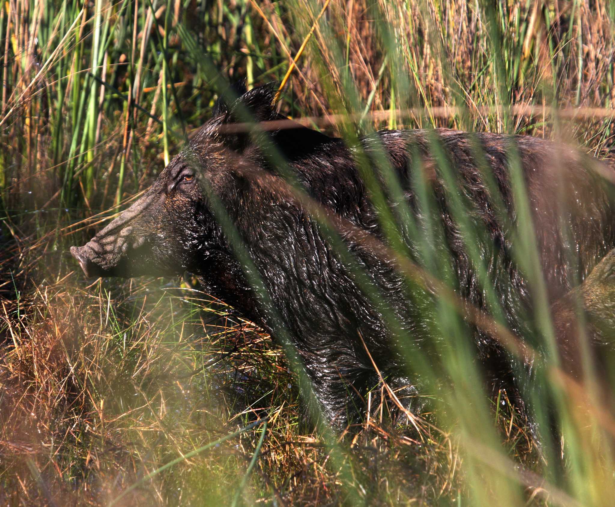 Late winter gives Texas hunters best shot at feral hogs