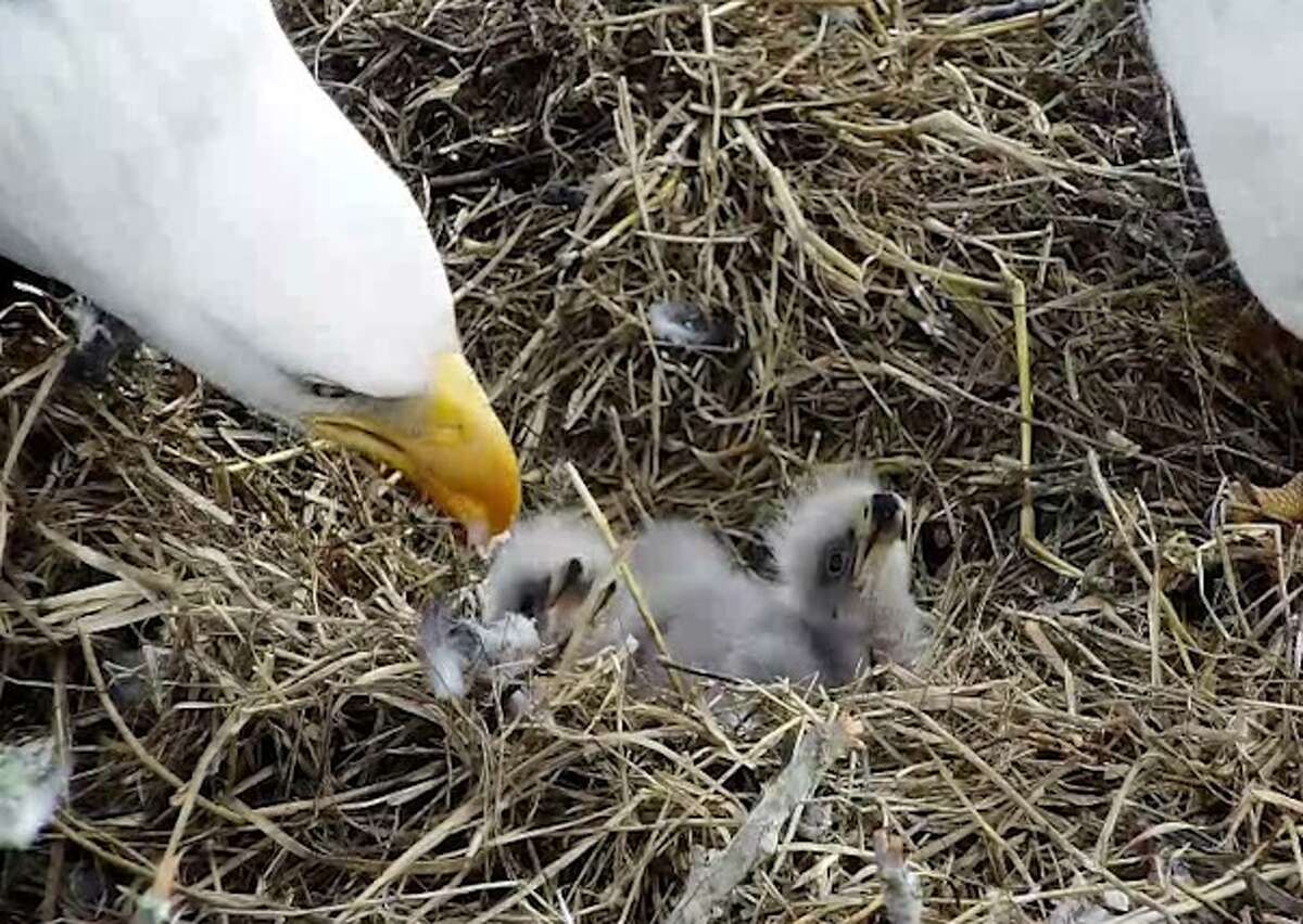 WATCH: Bald eagles feed babies in Webster's well-known nest