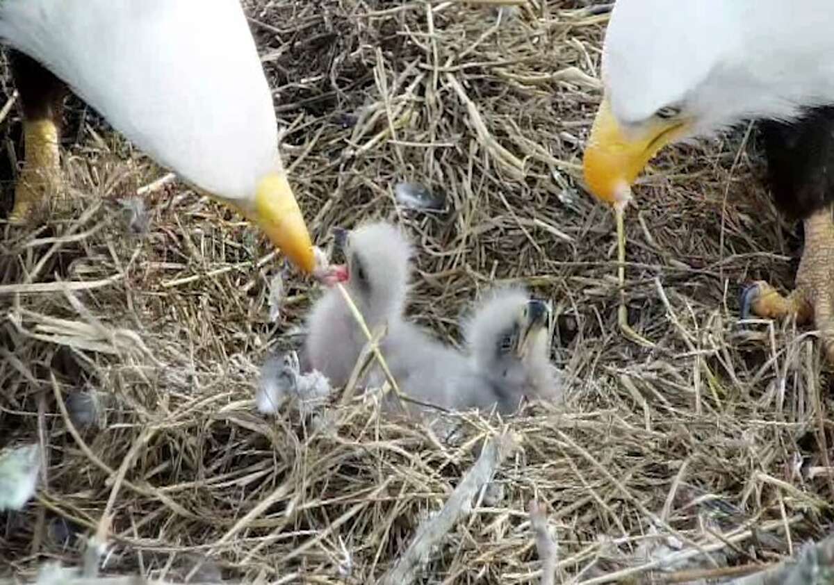 WATCH: Bald eagles feed babies in Webster's well-known nest