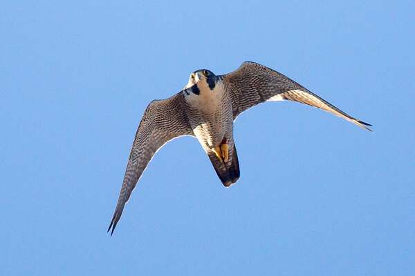 Wintering peregrine falcons seen soaring above downtown high rises ...