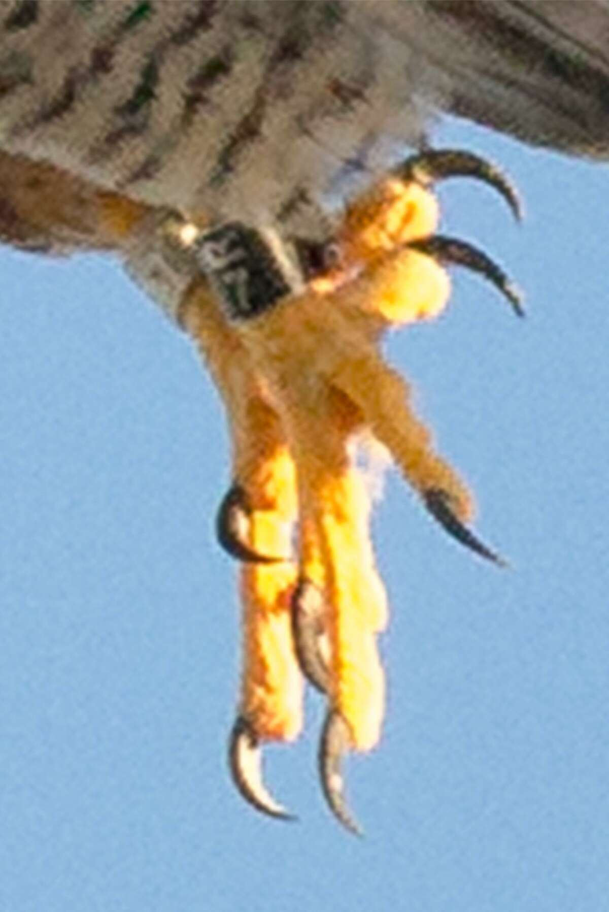 Wintering peregrine falcons seen soaring above downtown high rises
