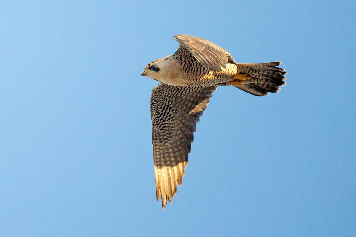 Wintering peregrine falcons seen soaring above downtown high rises