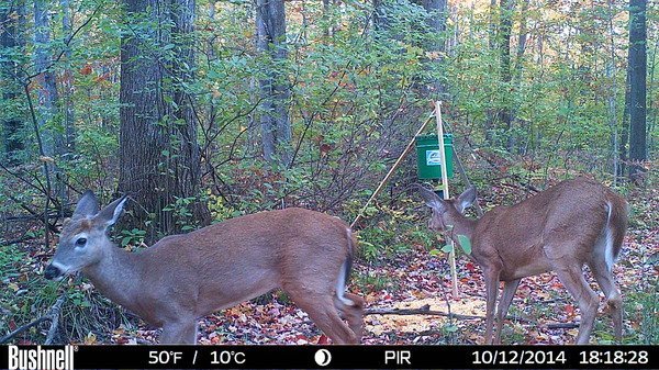 Steve Griffin: Group recommends ban on deer feeding, baiting to battle ...