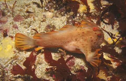 New population of 'world's rarest fish' that crawls with 'hands' discovered