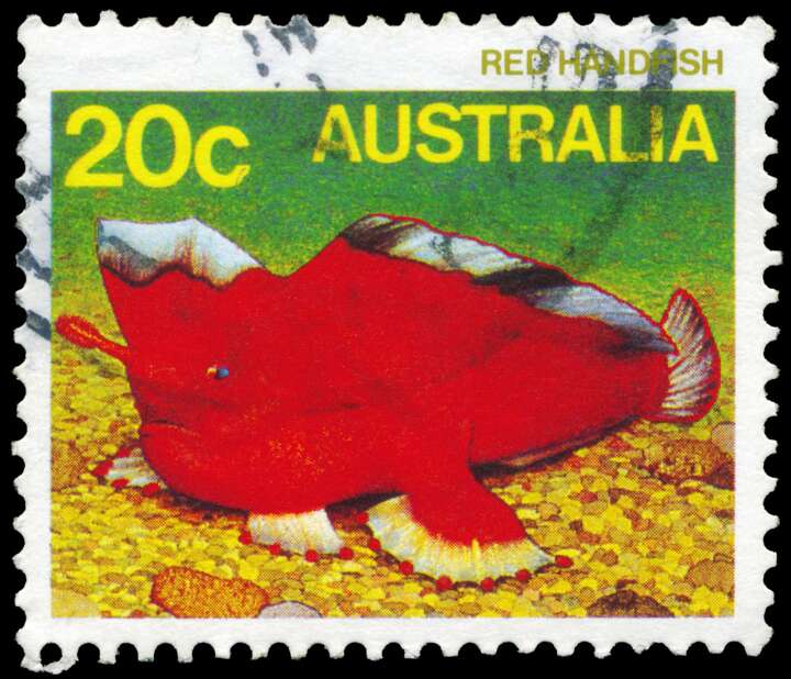 New population of 'world's rarest fish' that crawls with 'hands' discovered