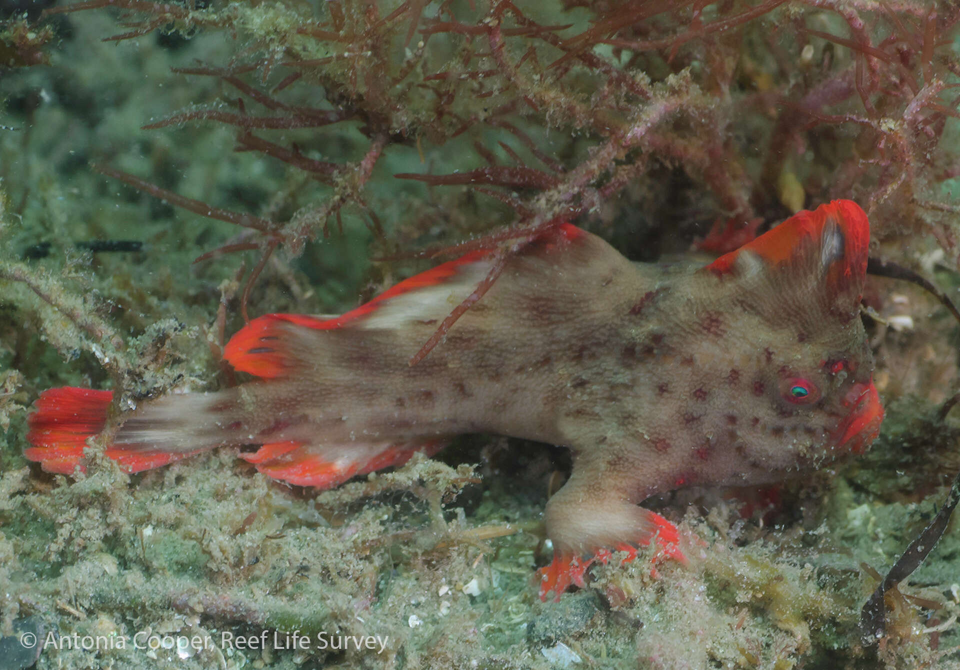 New population of 'world's rarest fish' that crawls with 'hands' discovered