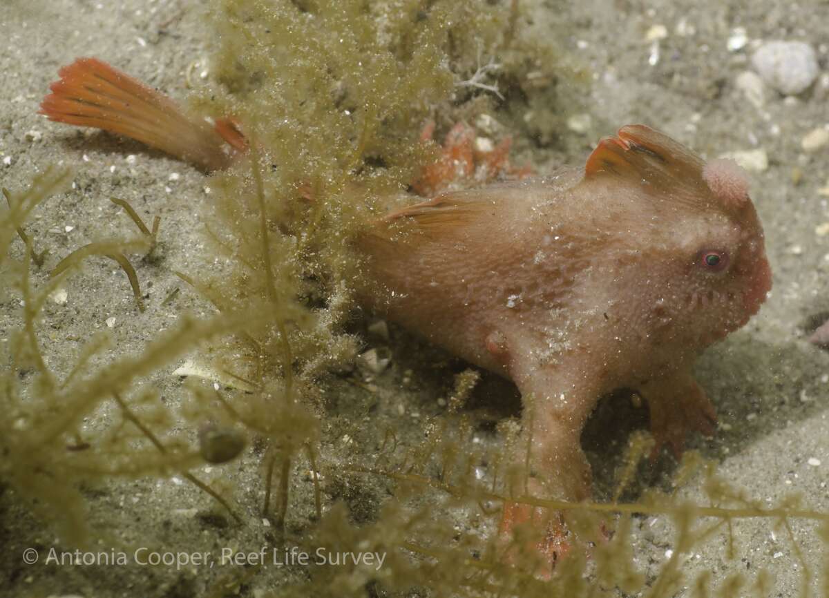 New population of 'world's rarest fish' that crawls with 'hands' discovered