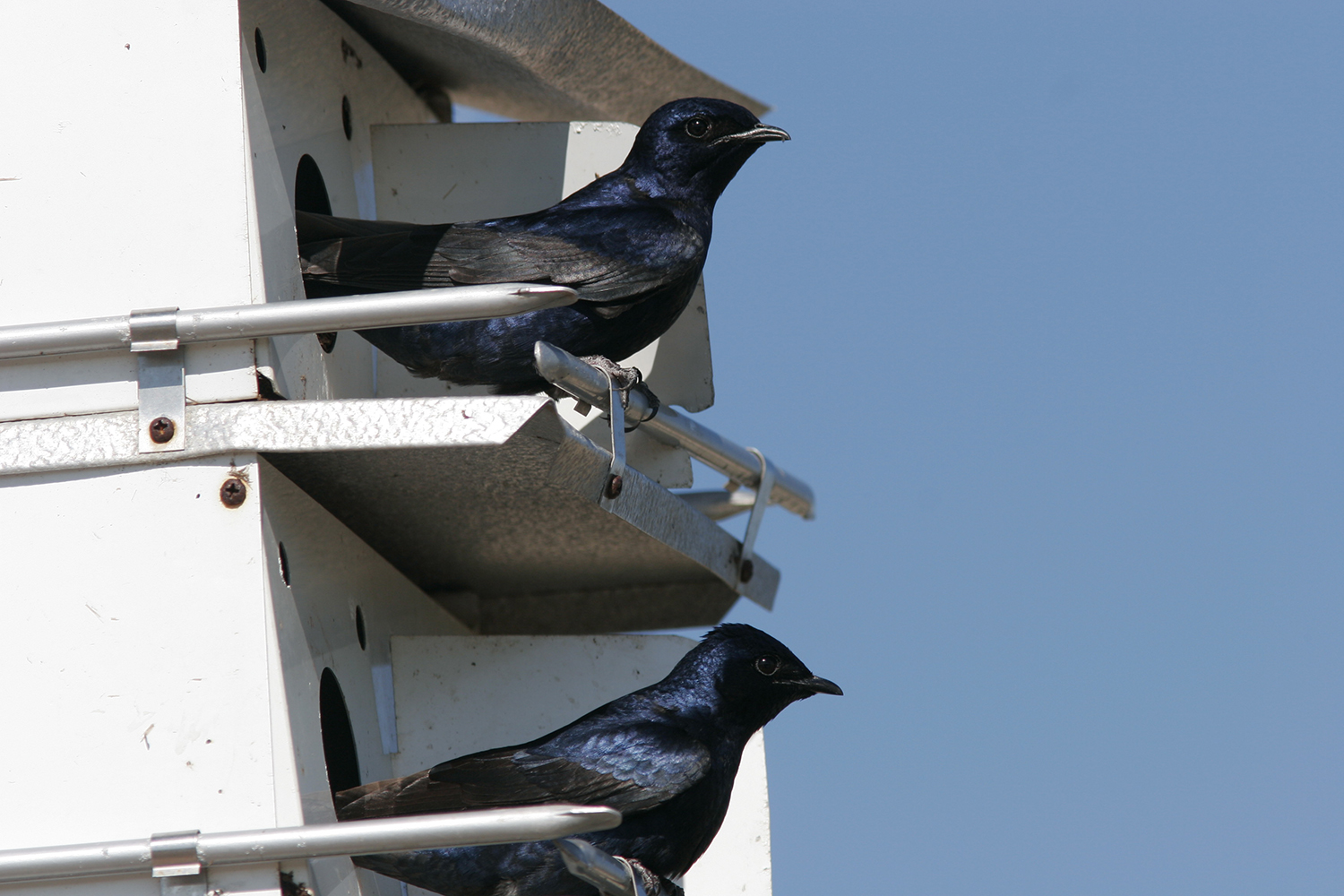 Time to get ready for purple martins to arrive
