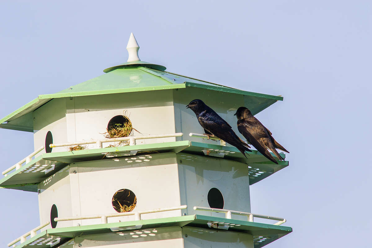 Time to get ready for purple martins to arrive