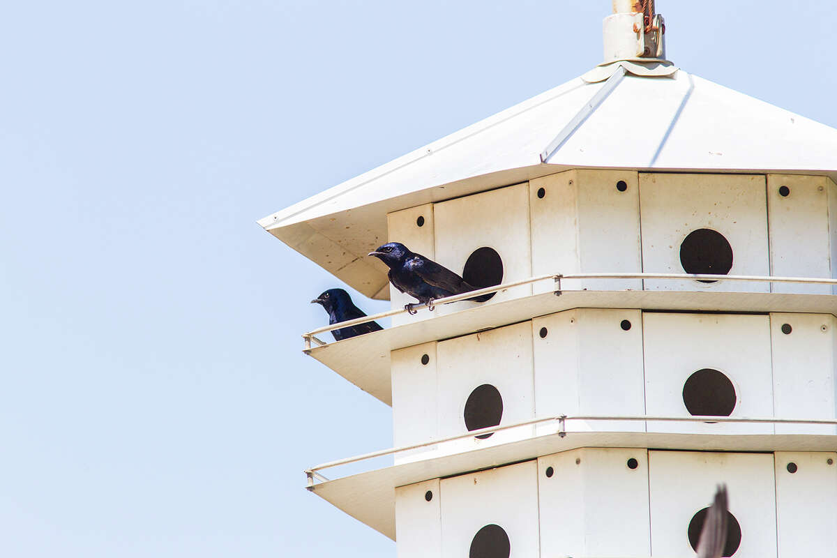 Time to get ready for purple martins to arrive