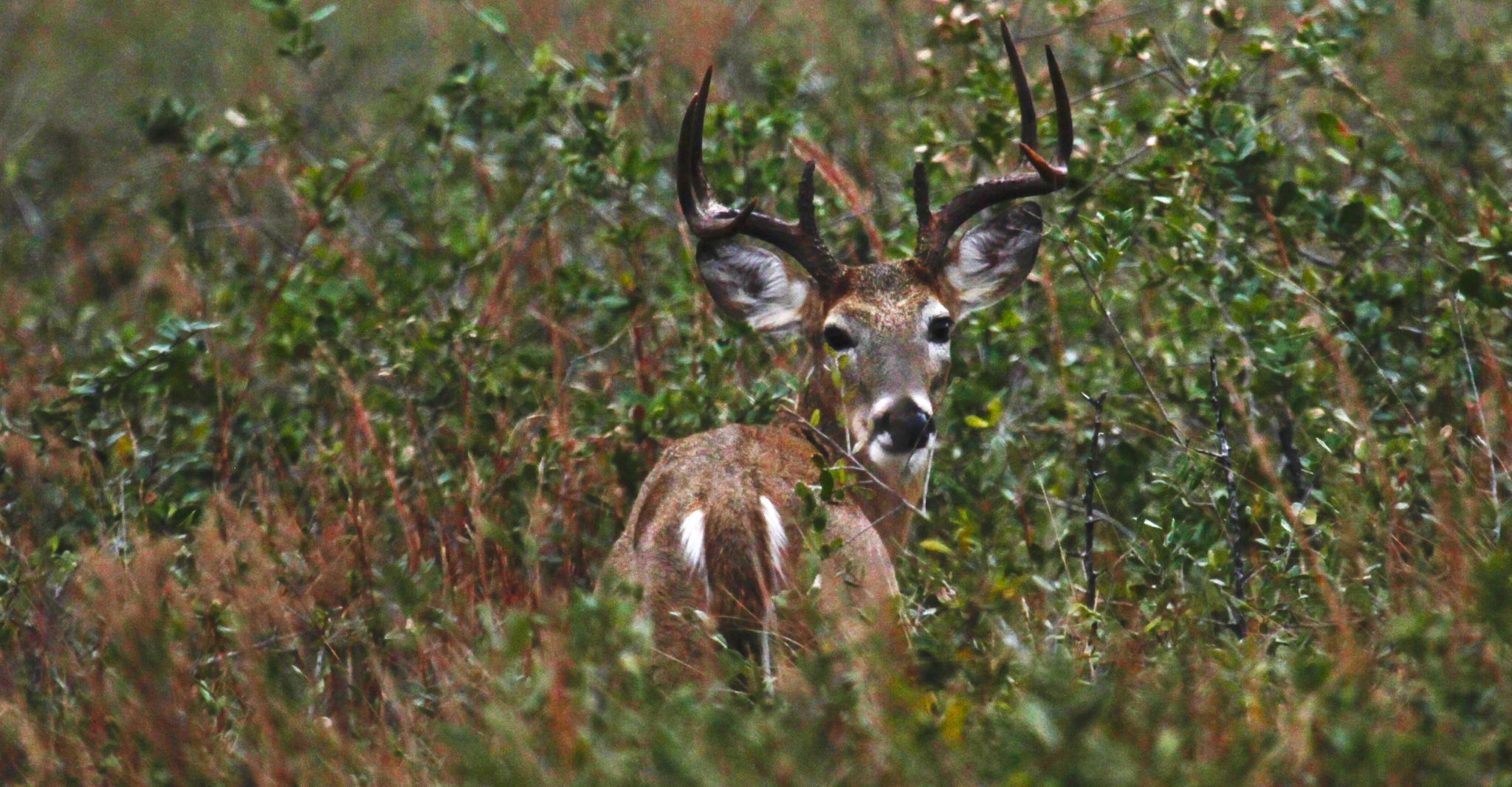 Longer deer season proposed for Texas' North Zone