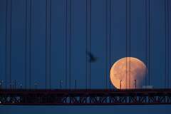 Super blue blood moon brings out Bay Area eclipse fans