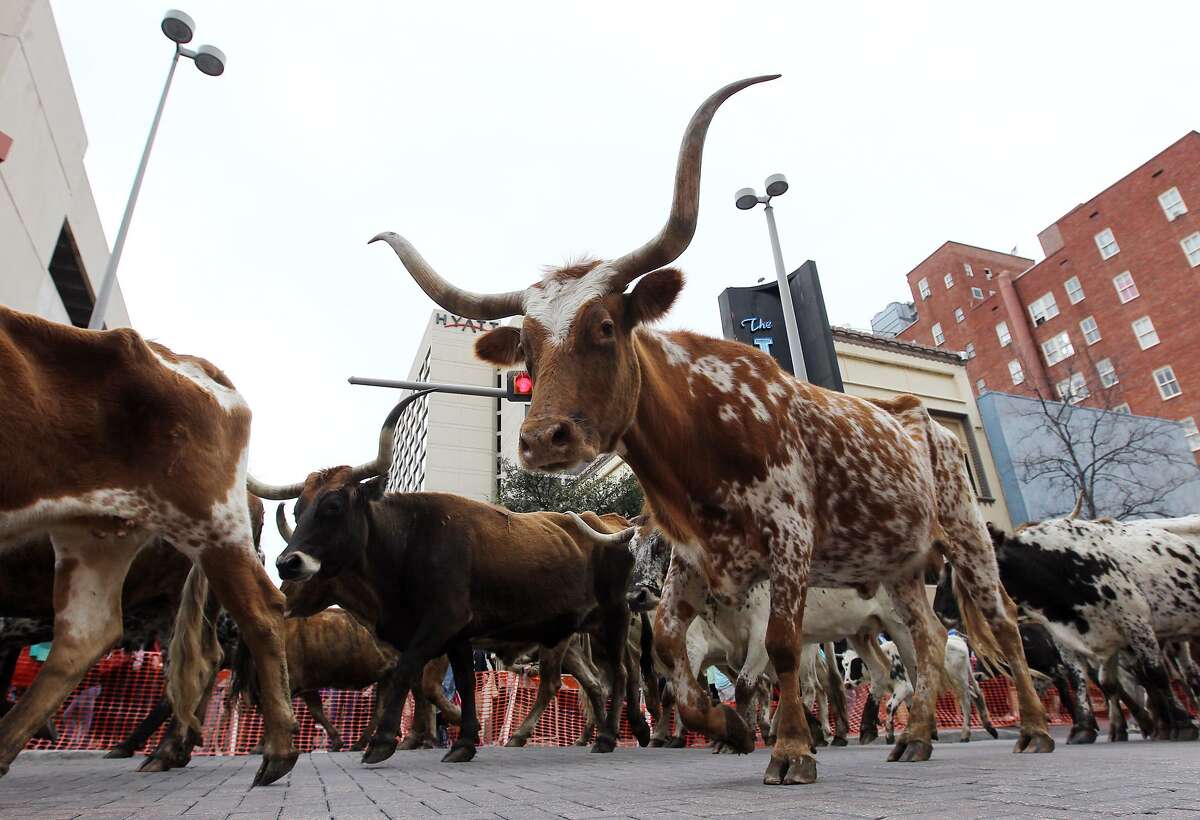 Western Heritage Parade & Cattle Drive brings out the longhorns