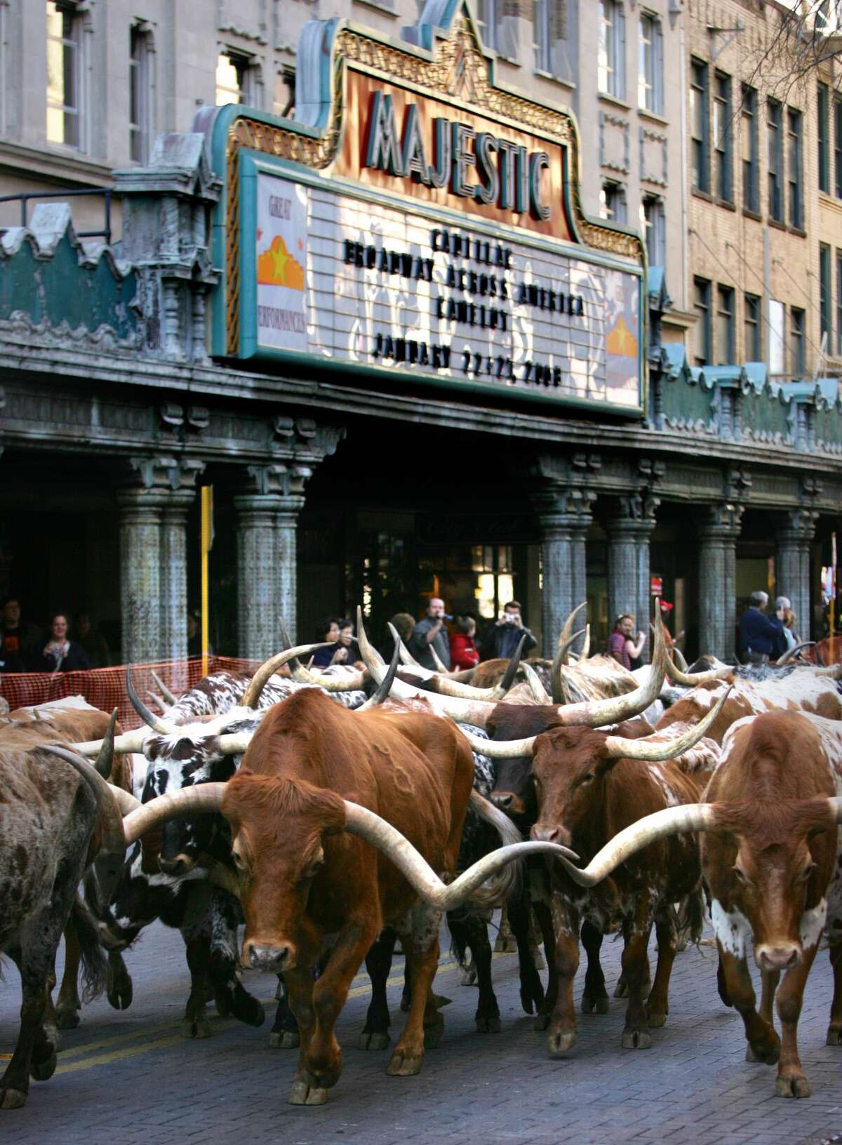 Western Heritage Parade & Cattle Drive brings out the longhorns