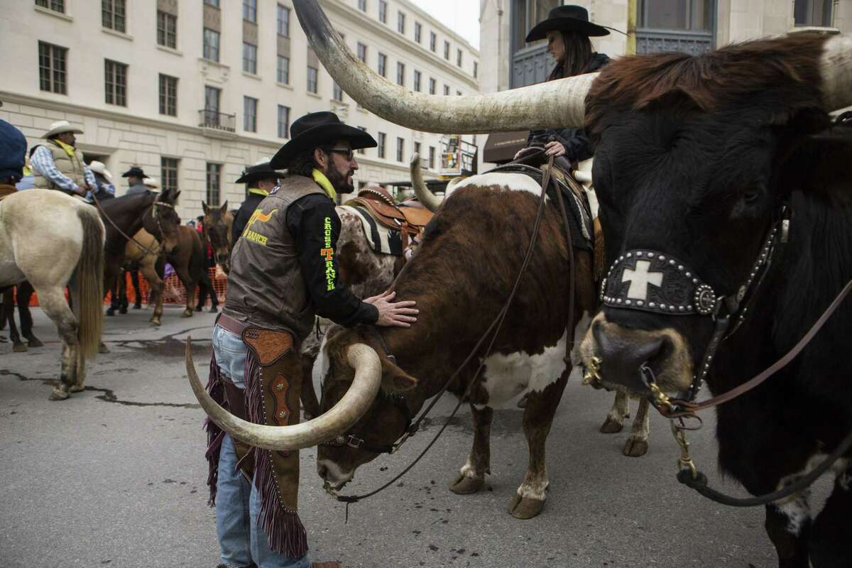 Western Heritage Parade & Cattle Drive brings out the longhorns