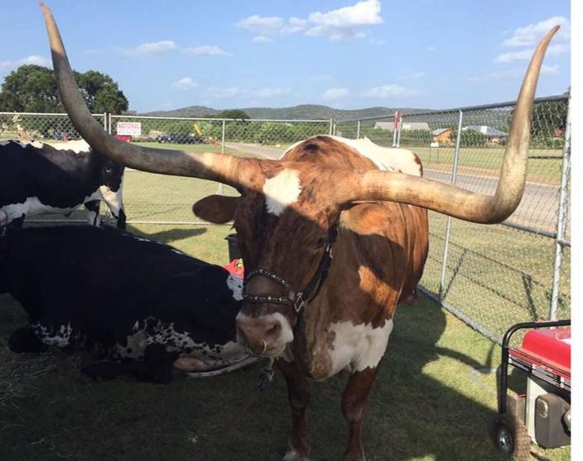 What’s new at the 2019 San Antonio Stock Show & Rodeo?