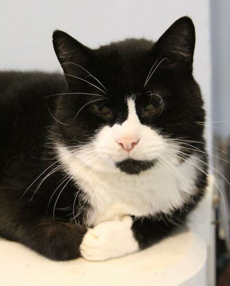 Gentle Toby the cat needs a forever home - Times Union