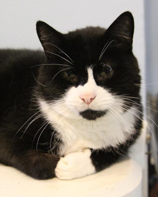 Gentle Toby the cat needs a forever home