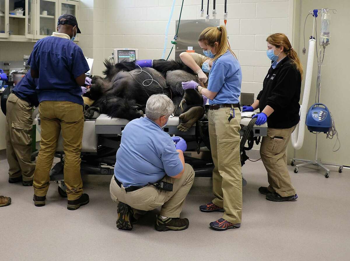 See what it takes to give a Houston Zoo gorilla a physical exam