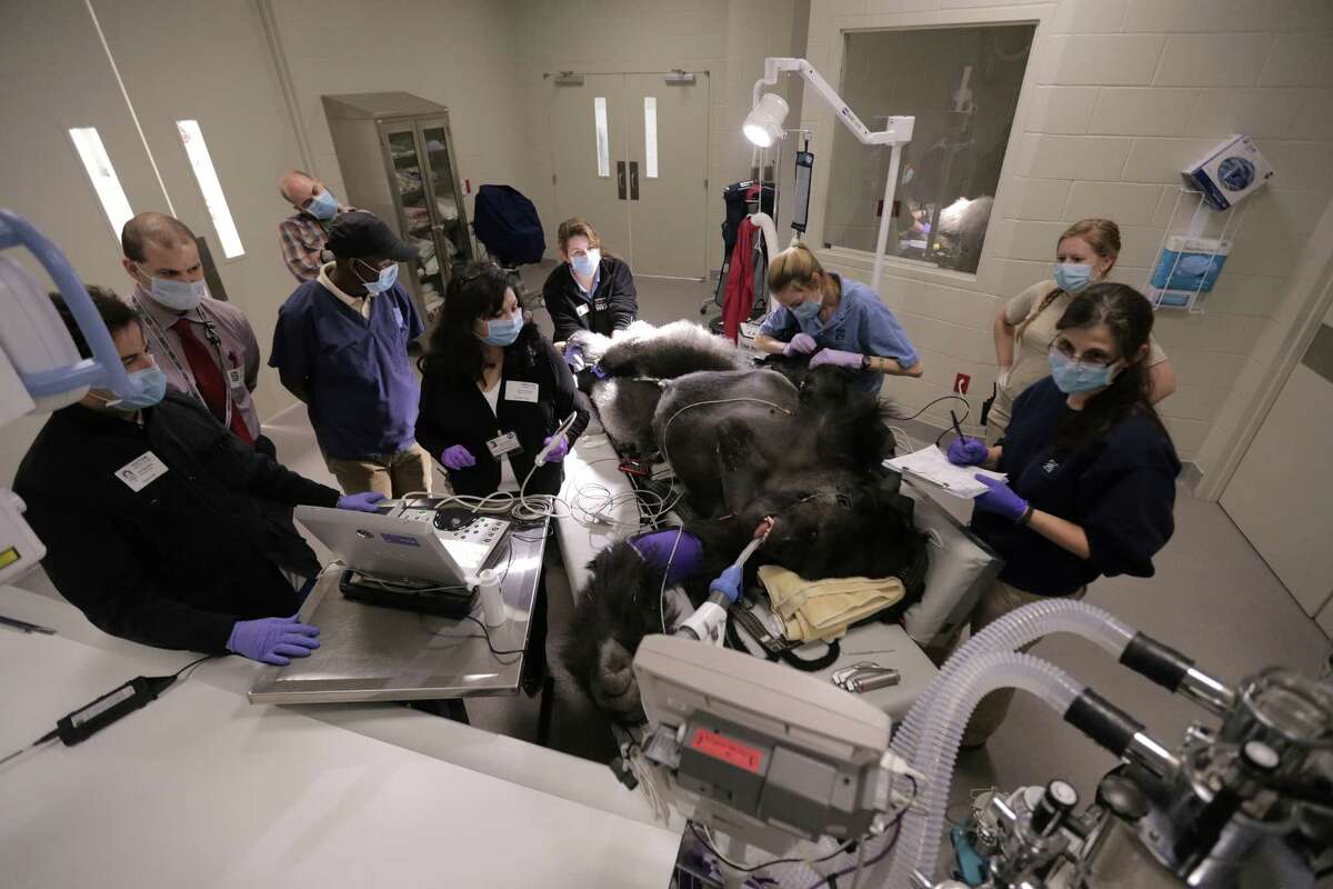 See what it takes to give a Houston Zoo gorilla a physical exam