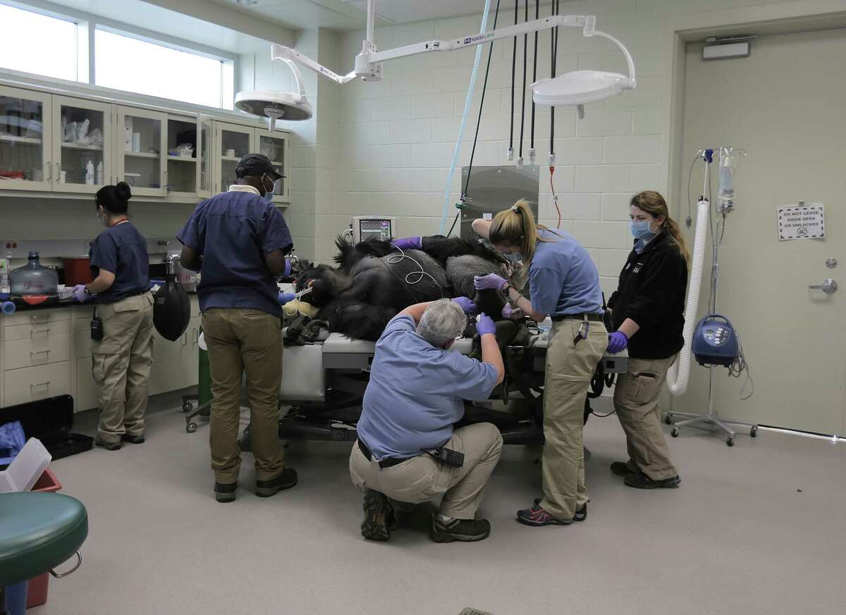 See what it takes to give a Houston Zoo gorilla a physical exam