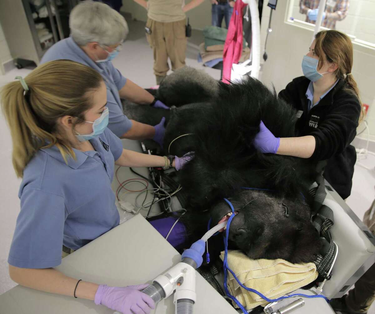 See what it takes to give a Houston Zoo gorilla a physical exam