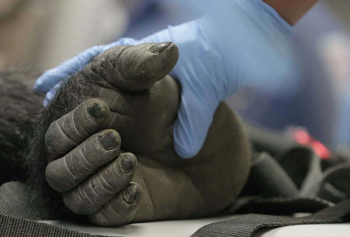 See what it takes to give a Houston Zoo gorilla a physical exam