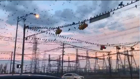 Watch: A massive amount of grackles overtake a Houston intersection