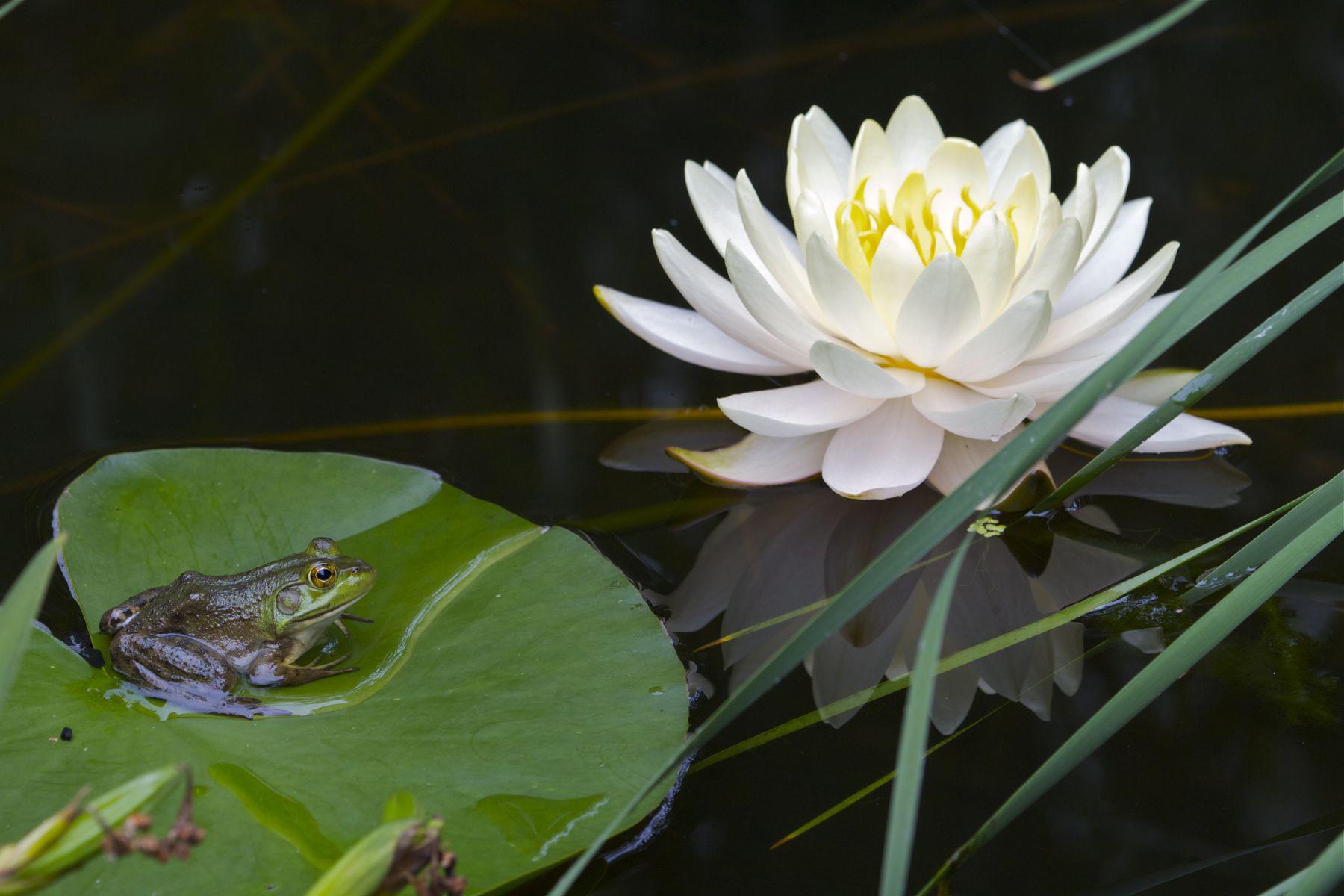 ‘FrogWatch’ looking for CT citizen scientists to log frogs this spring