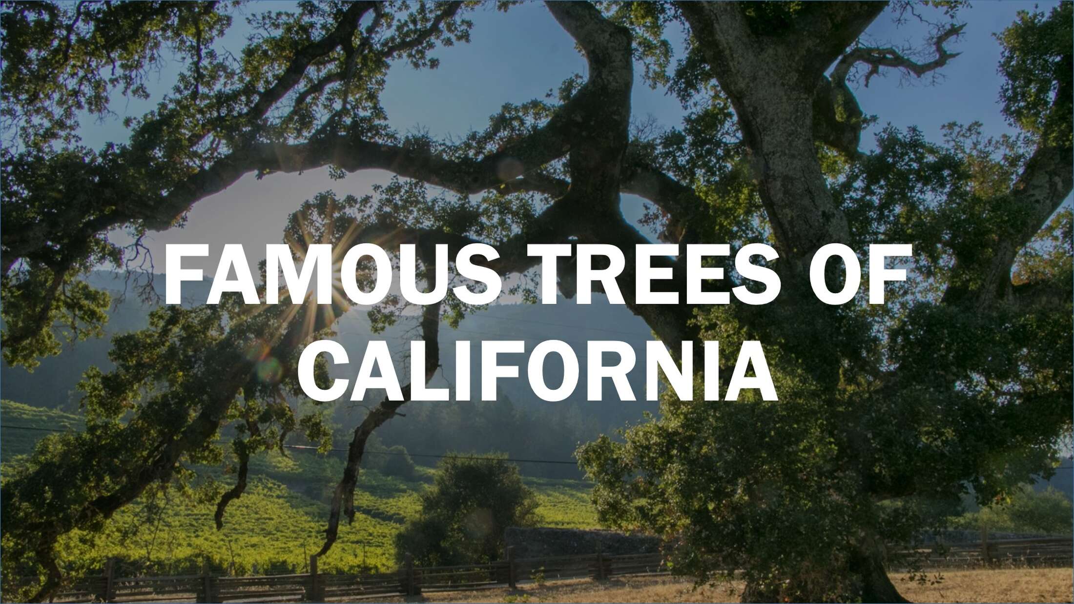 'Scariest tree pathogen in the world' spreading rapidly in California