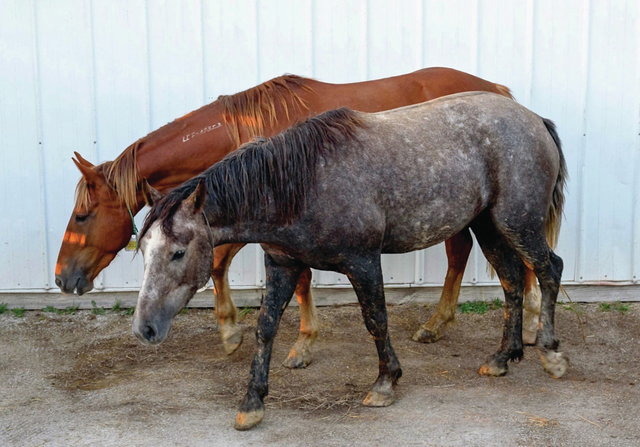 Mustangs for adoption, viewing opportunities