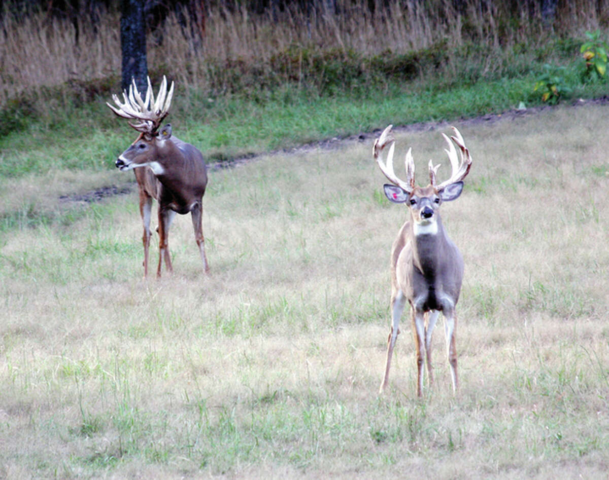 HICKEN ON OUTDOOR: Archery deer hunt kicks off Thursday