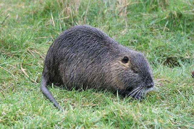 Invasive 20-pound rodents increasingly burrowing into California