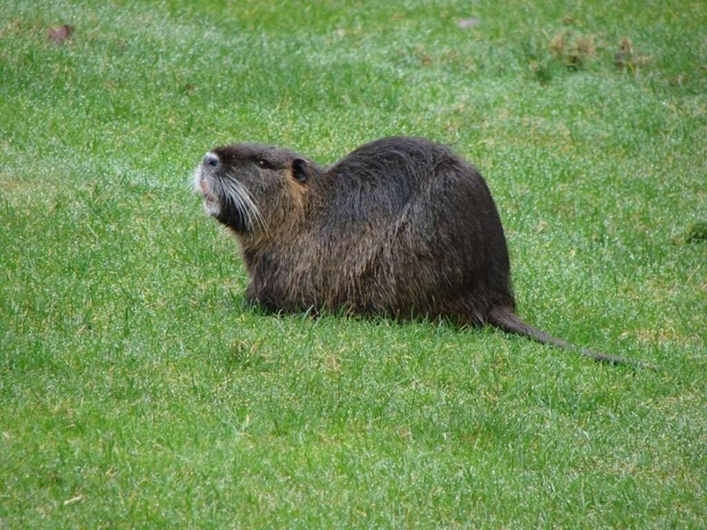 Feb 11 - Invasive 20-pound rodents increasingly burrowing into California