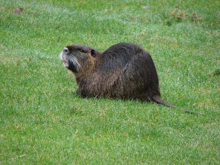 Invasive 20-pound rodents increasingly burrowing into California