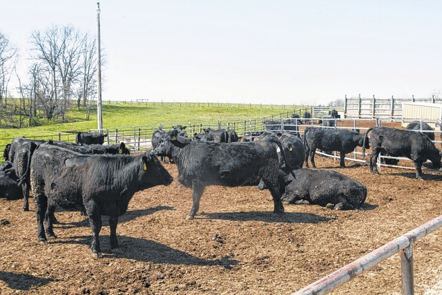 Facility blazes path in beef cattle research